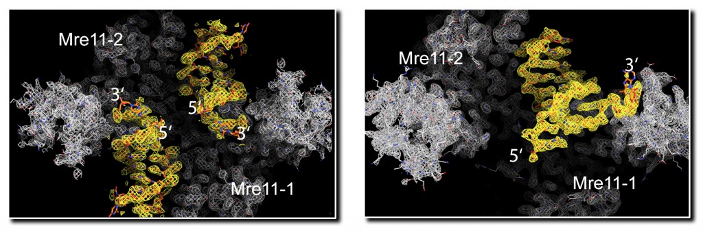 The Structure of the Mre11 Protein Bound to DNA - Berkeley Lab ...