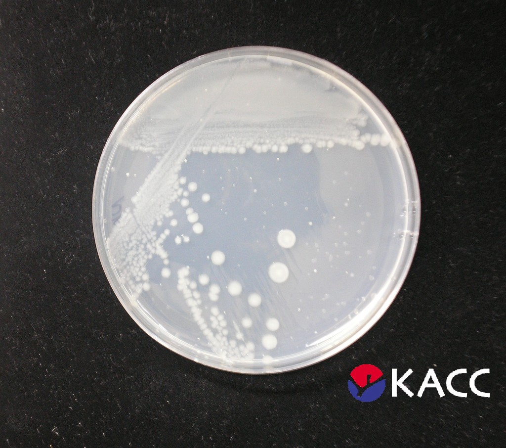 Driving for Biofuels: New Technique Speeds Search for Biofuel Microbes ...