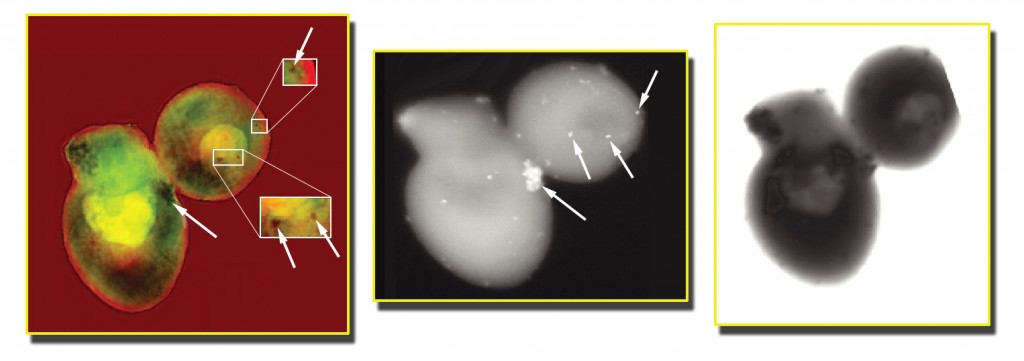 Lensless Imaging of Whole Biological Cells with Soft X-Rays - Berkeley ...