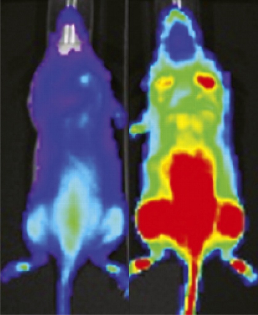 Firefly Glow: Berkeley Lab Scientists Develop a Safe Hydrogen Peroxide ...