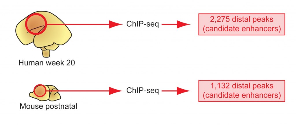 Genome-wide Atlas of Gene Enhancers in the Brain On-line - Berkeley Lab ...