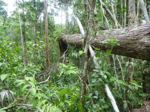New Research Will Help Shed Light on Role of Amazon Forests in Global ...