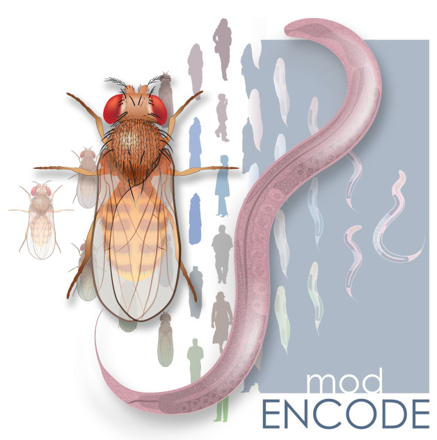 Encyclopedia Of How Genomes Function Gets Much Bigger Berkeley Lab