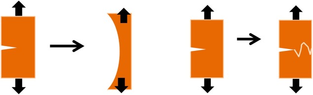 Skin Tough - Berkeley Lab – News Center