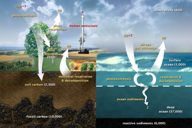 Longest Record of Continuous Carbon Flux Data is Now Publicly Available ...