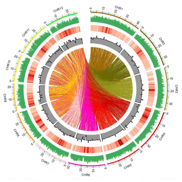 A Whole-Genome Sequenced Rice Mutant Resource for the Study of Biofuel ...