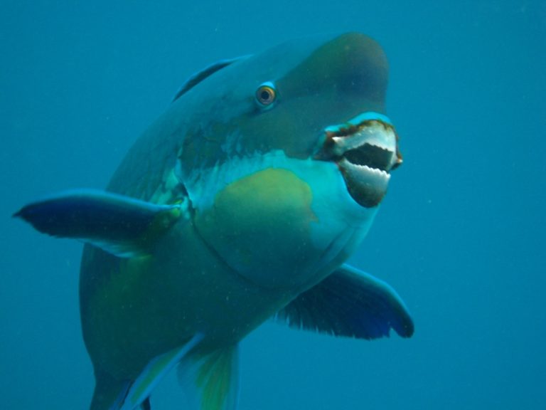 X-Rays Reveal the Biting Truth About Parrotfish Teeth – News Center
