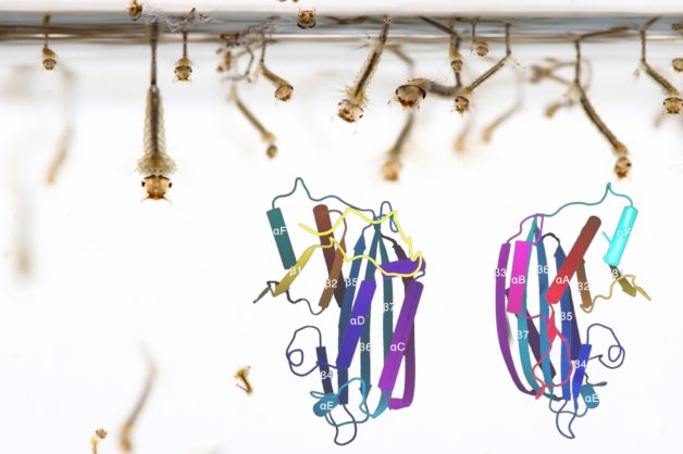X-ray imaging Reveals Insights into a Natural Mosquito-Killing Compound ...