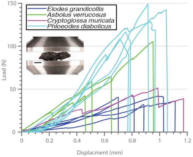 X-rays Reveal Clues to Crush-Resistance in Diabolical Ironclad Beetles ...