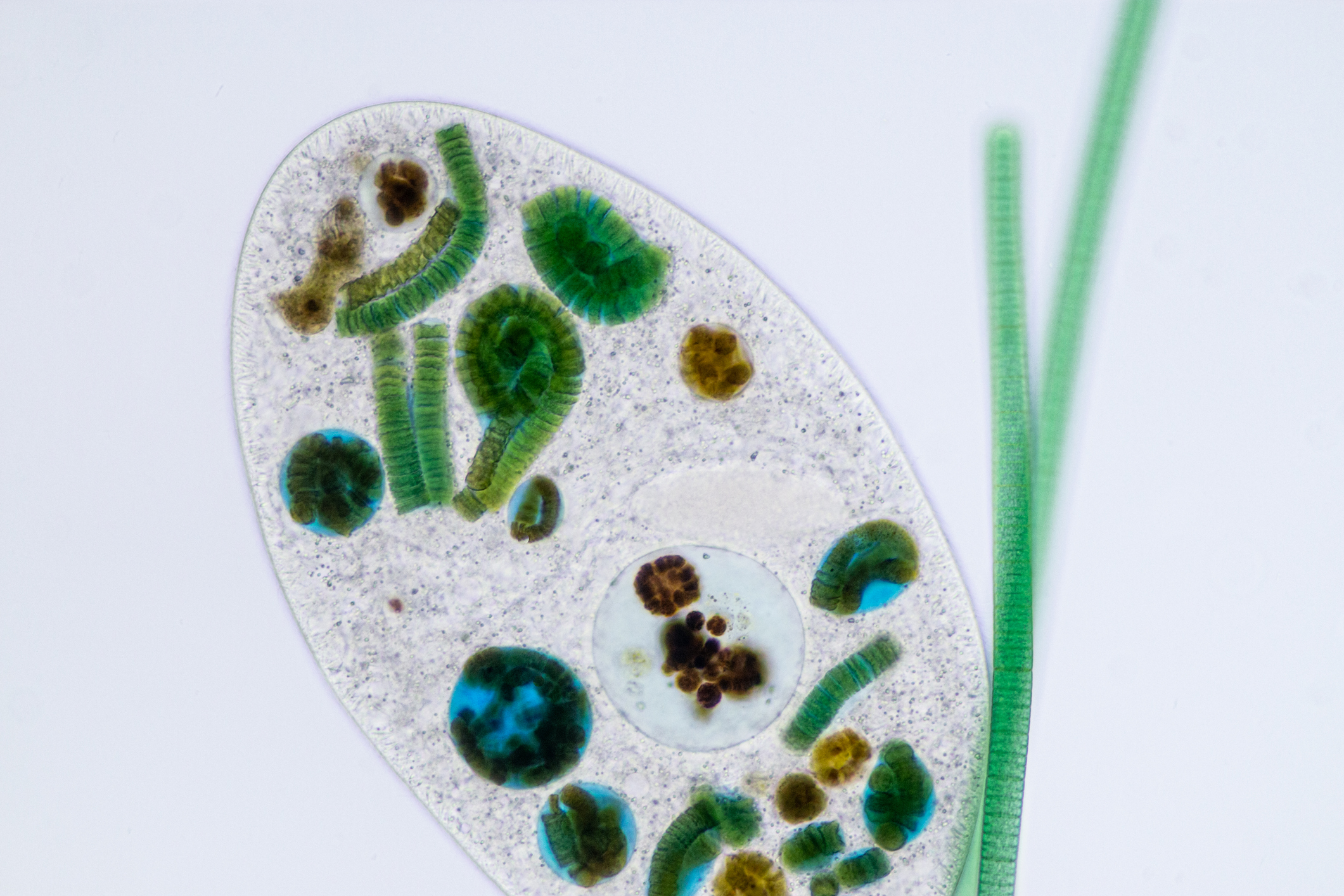 We ve Got The Dirt On Soil Protists Berkeley Lab News Center