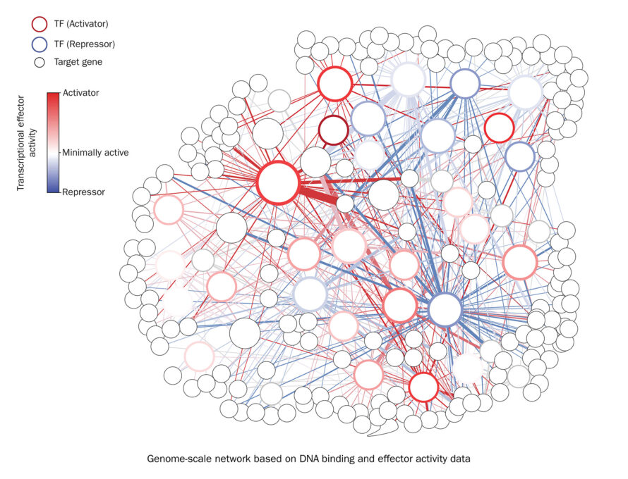 A Roadmap for Gene Regulation in Plants – Berkeley Lab News Center