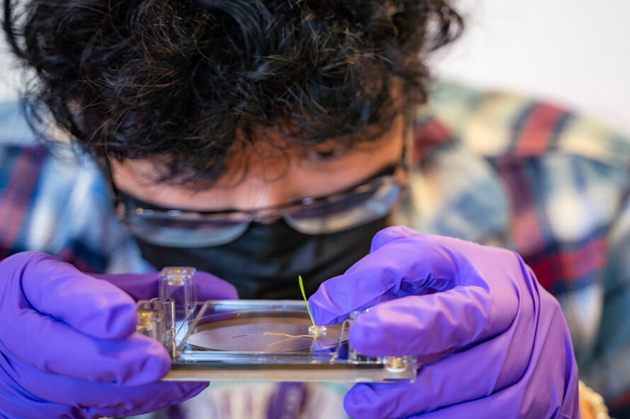 EcoFABs Could Lead to Better Bioenergy Crops – Berkeley Lab News Center